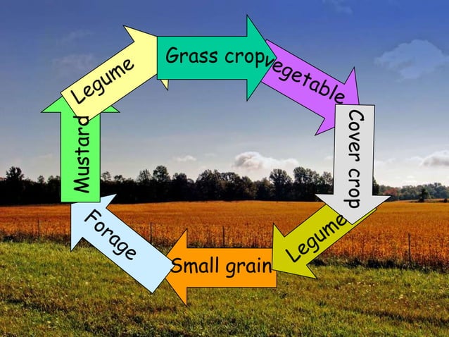 CROP PRODUCTION AND MANAGEMENT
