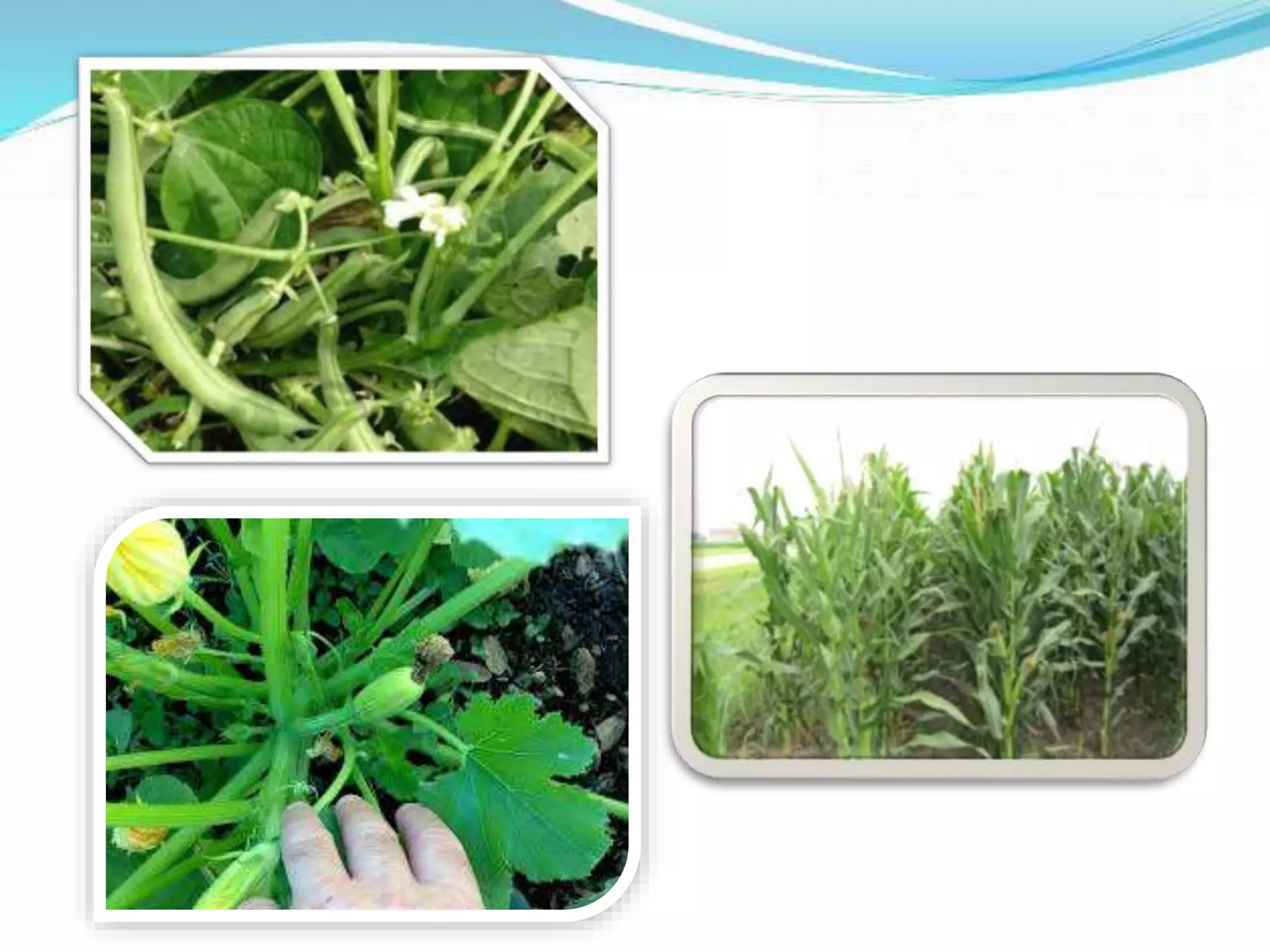 Crop production ppt | PPTX