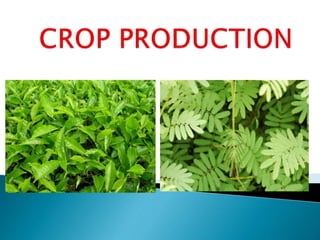 Crop production ppt | PPTX