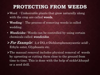 Crop production and management -CLASS-8 ,NCERT | PPTX