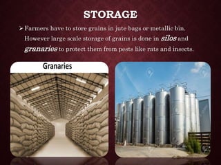 Crop production and management -CLASS-8 ,NCERT | PPTX