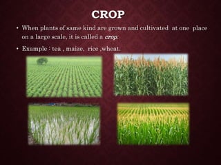 Crop production and management -CLASS-8 ,NCERT | PPTX