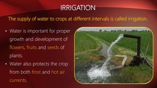 Crop Production and Management | PPTX