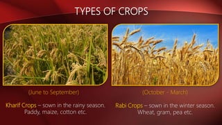 Crop Production and Management | PPTX