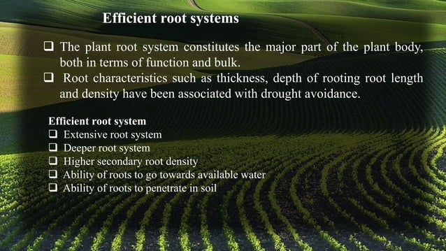 Crop production for dryland crops and their suitability .pptx ...