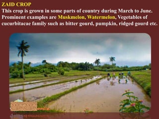 CROP PRODUCTION OF INDIA CBSE CLASS-VIII | PPTX