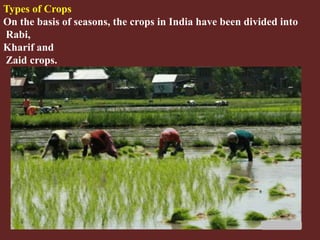 CROP PRODUCTION OF INDIA CBSE CLASS-VIII | PPTX