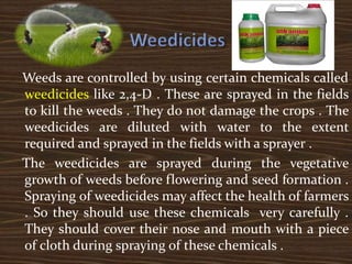 Crop Production and Management | PPTX