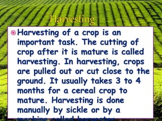 Crop production and management | PPTX