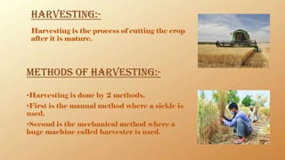 Crop Production And Management | Class- 8 | PPT | PDF
