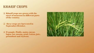 Crop Production And Management | Class- 8 | PPT | PDF