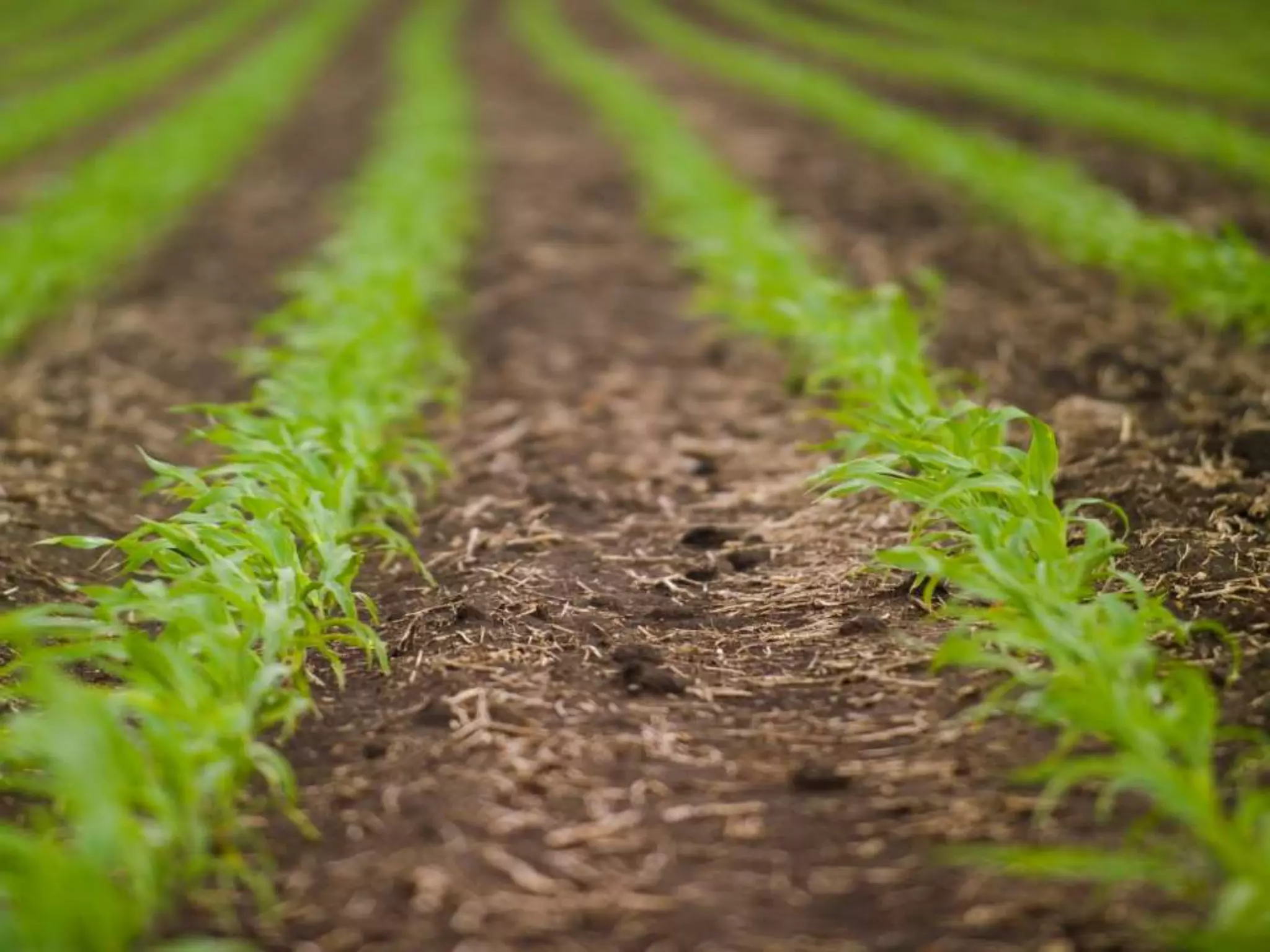 Crop production | PPTX