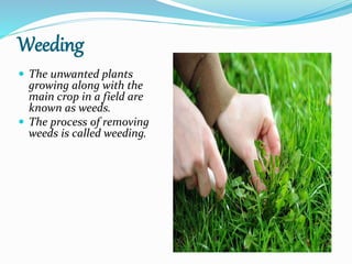 Crop production | PPTX