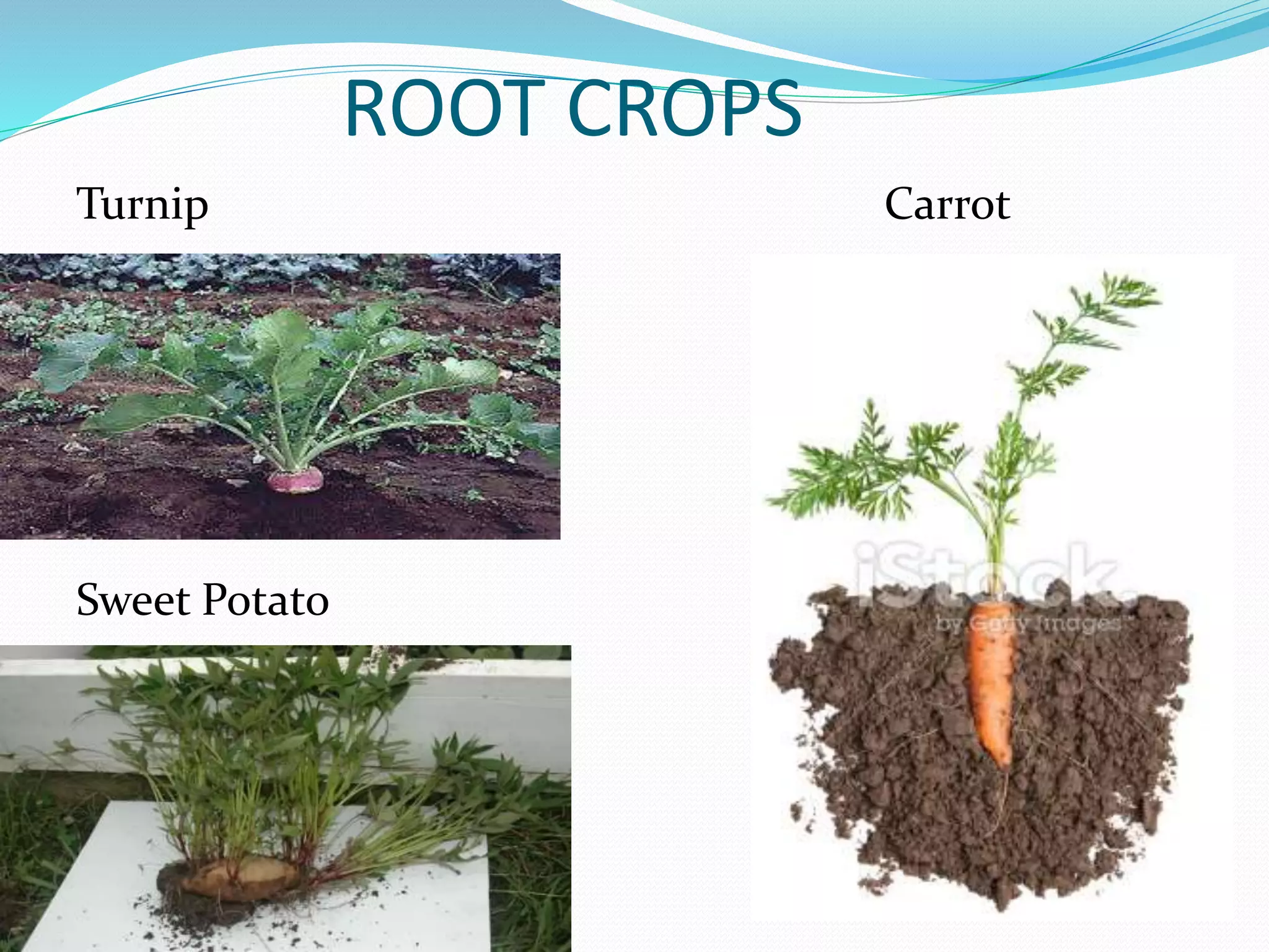 Crop production ppt | PPTX