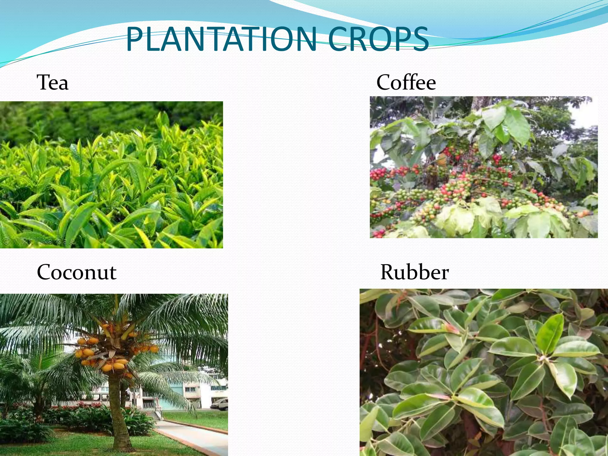 Crop production ppt | PPTX