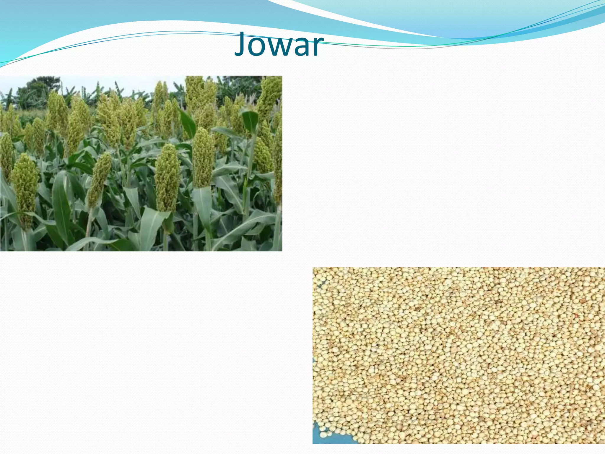 Crop production ppt | PPTX
