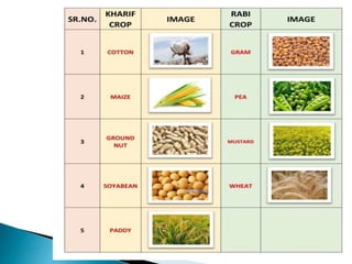 crop production ppt.pptx