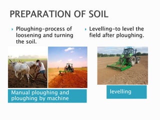 crop production ppt.pptx