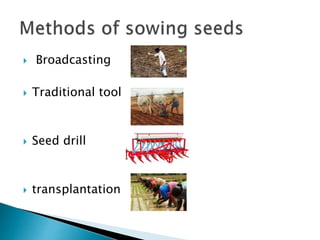 crop production ppt.pptx