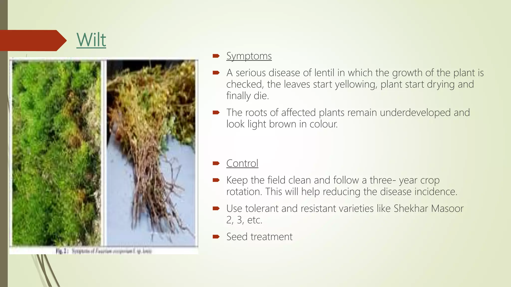 Crop Production Technology-II Lentils.pptx