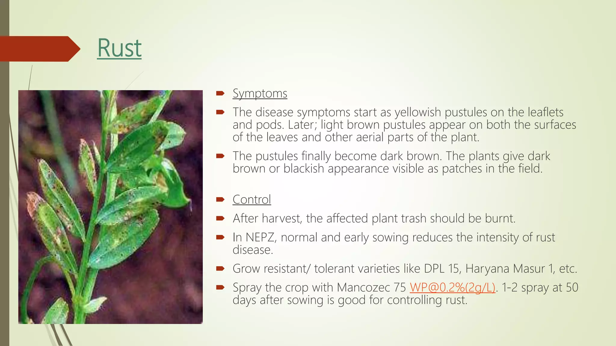 Crop Production Technology-II Lentils.pptx