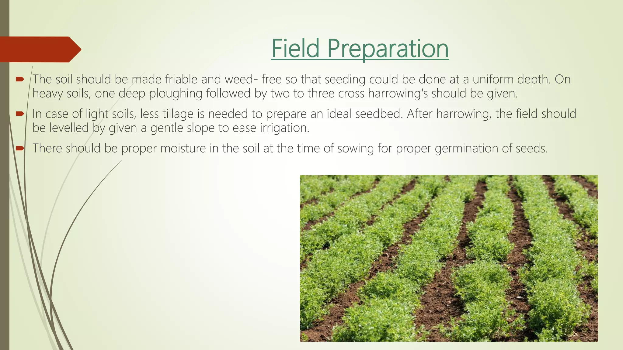 Crop Production Technology-II Lentils.pptx