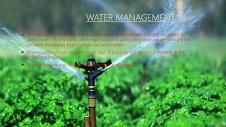 Crop Production Technology-II Lentils.pptx