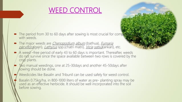 Crop Production Technology-II Lentils.pptx | Agriculture | Industries