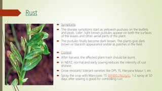 Crop Production Technology-II Lentils.pptx