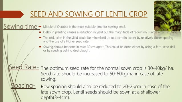 Crop Production Technology-II Lentils.pptx | Agriculture | Industries
