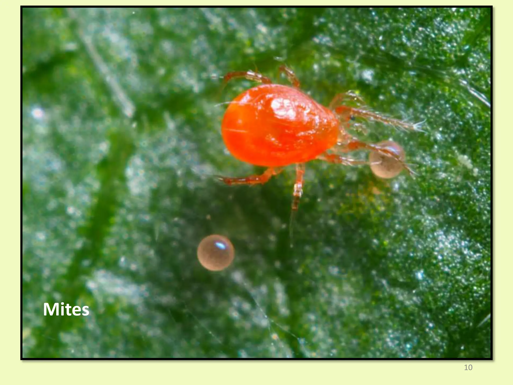 Crop protection and pest management and pesticides | PPTX