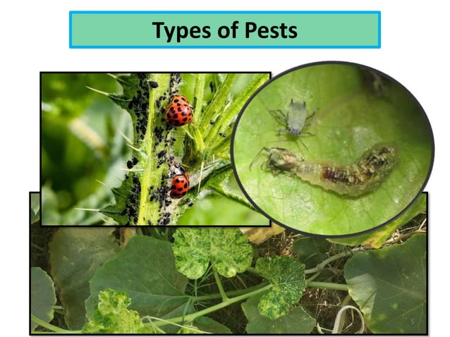 Crop protection and pest management and pesticides | PPTX | Agriculture ...