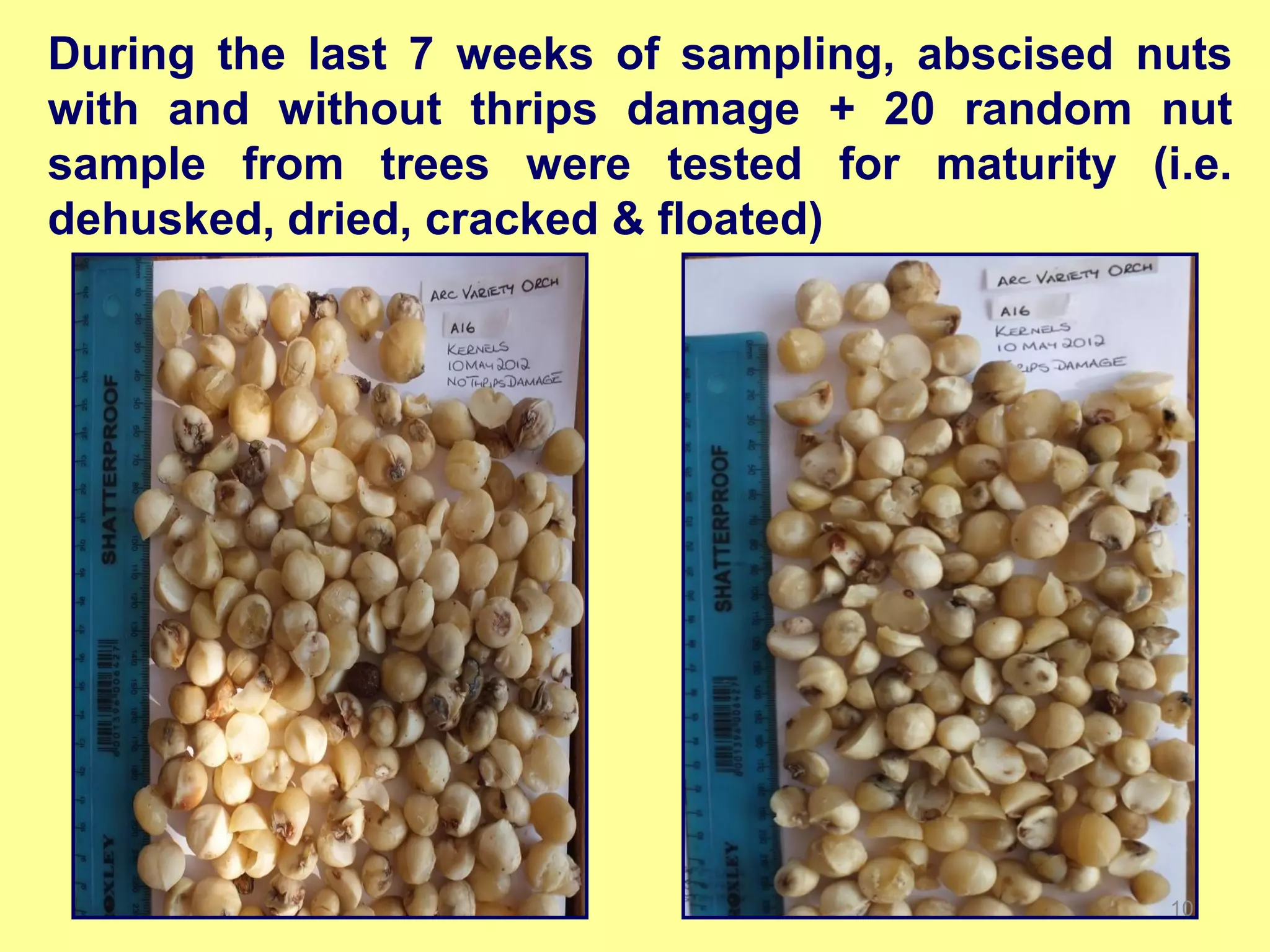 Crop protection assessment of thrips species complex and economic loss ...