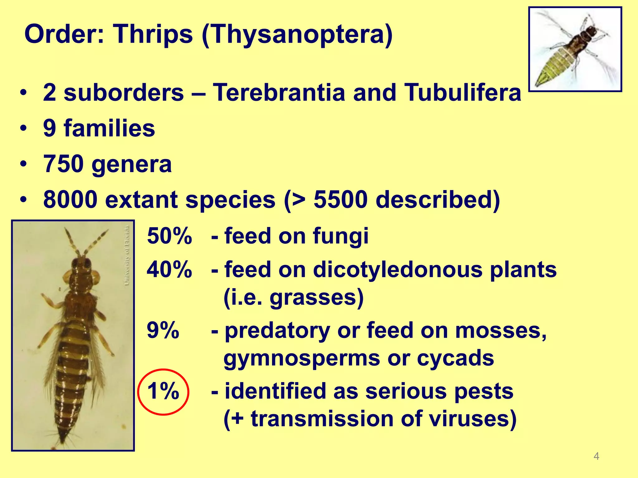 Crop protection assessment of thrips species complex and economic loss ...