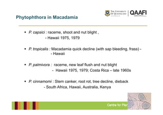 Crop protection phytophthora management in macadamia production - femi ...