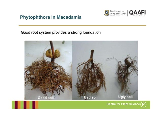 Crop protection phytophthora management in macadamia production - femi ...