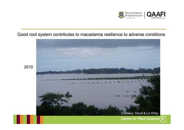 Crop protection phytophthora management in macadamia production - femi ...