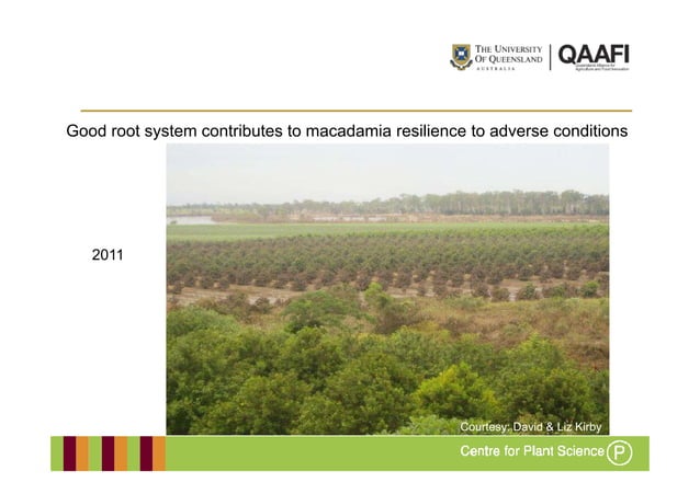 Crop protection phytophthora management in macadamia production - femi ...