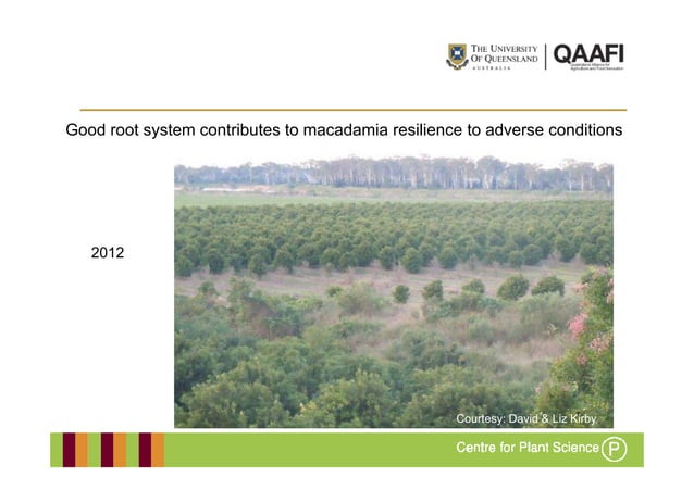 Crop protection phytophthora management in macadamia production - femi ...