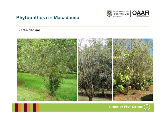 Crop protection phytophthora management in macadamia production - femi ...