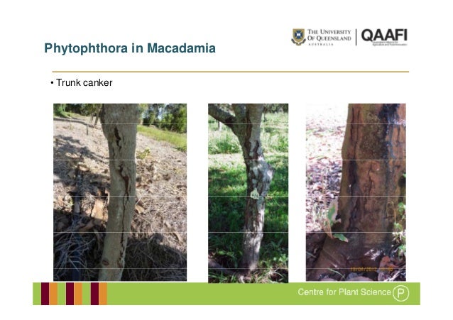 Crop protection phytophthora management in macadamia production - f…