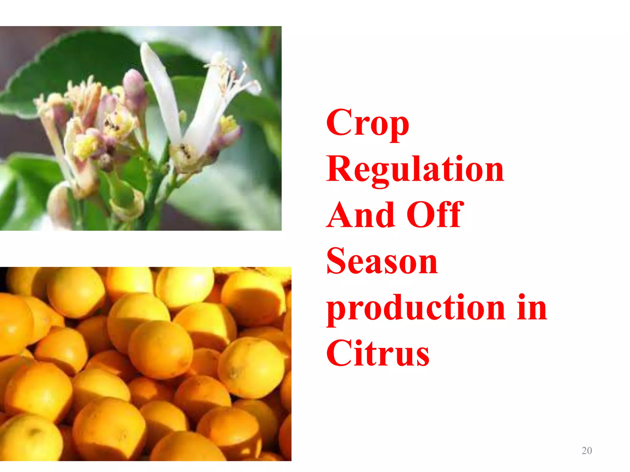 Crop regulation and off season fruit production | PPTX