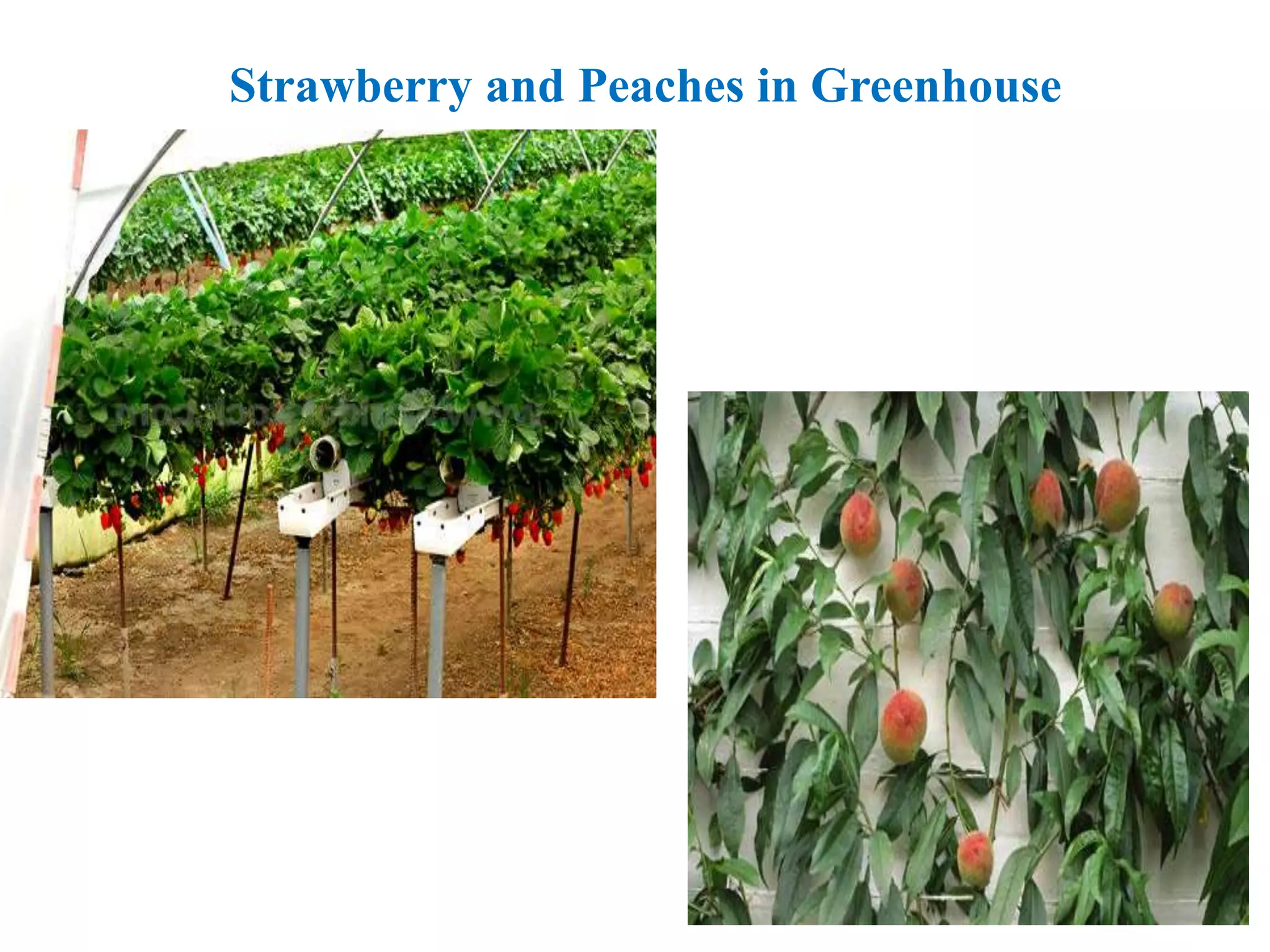 Crop regulation and off season fruit production | PPTX