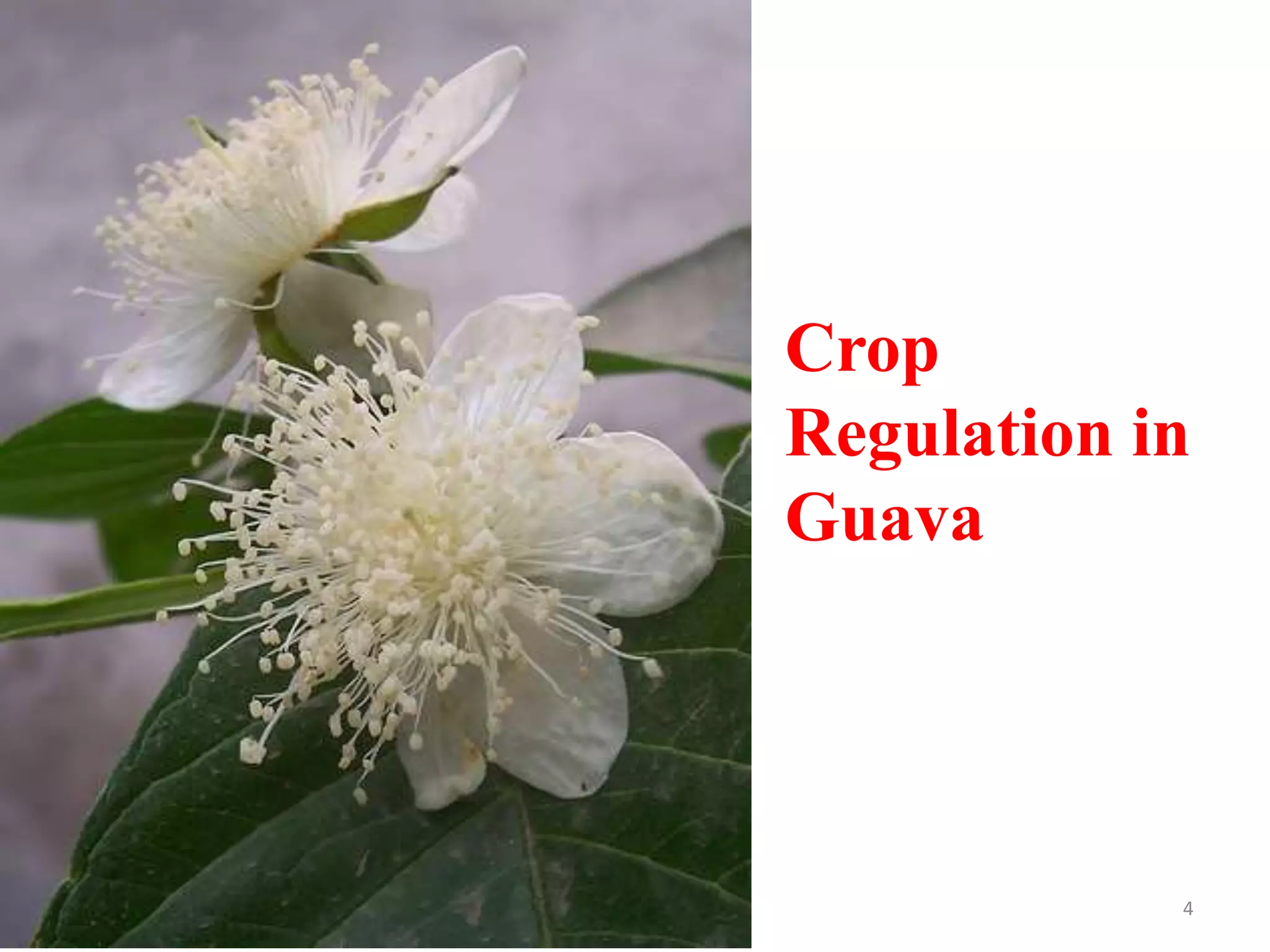 Crop regulation and off season fruit production | PPTX