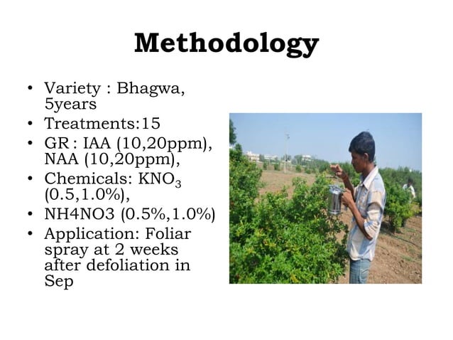 Crop regulation and off season fruit production | PPTX