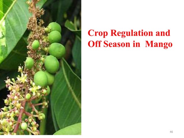 Crop regulation and off season fruit production | PPTX