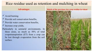 Strategies for Organic Waste Management in Rice – Wheat Cropping System ...