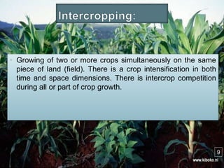Crop rotation | PPTX