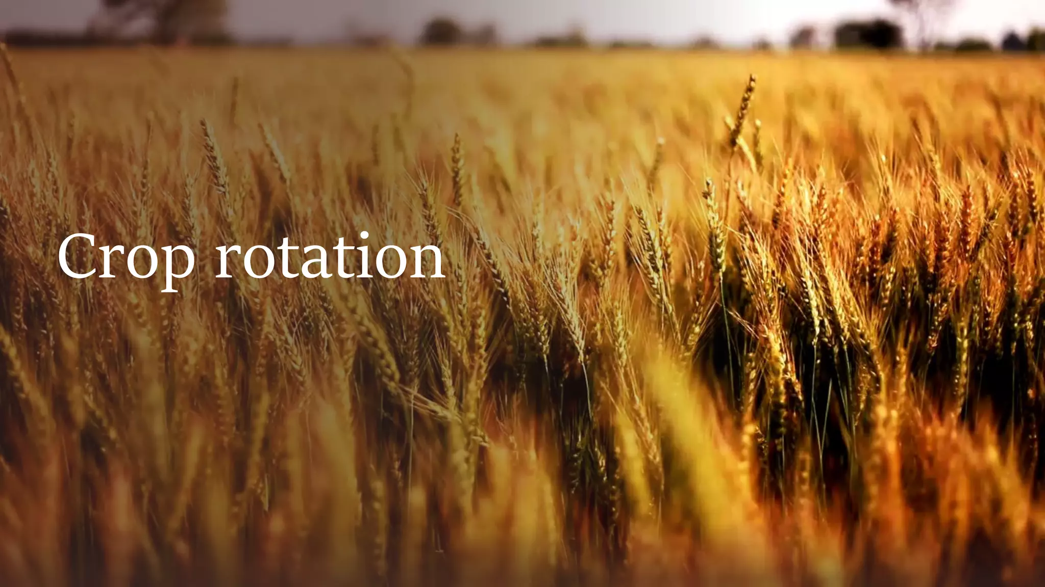 Crop rotation best slides | PPTX