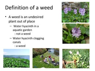 Crop rotation 8 march2012-edit2 | PPT
